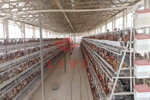 How to Build a Chicken Layer House - livi