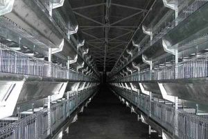 How to Build a Chicken Layer House - livi