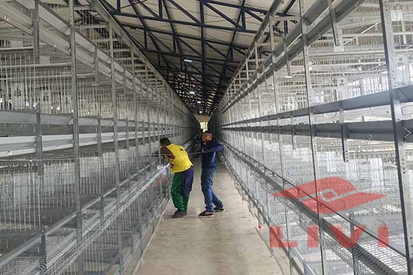 Uganda Poultry Farm Cages for 150,000 Laying Hens From Livi Machinery ...