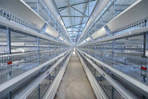 How to Build a Large Scale Poultry Farm in Nigeria for 200,000 Layers ...