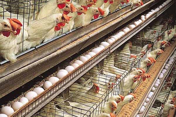 30000 Layers Poultry Farm in Ghana Using Automatic Chicken Layer Cages ...